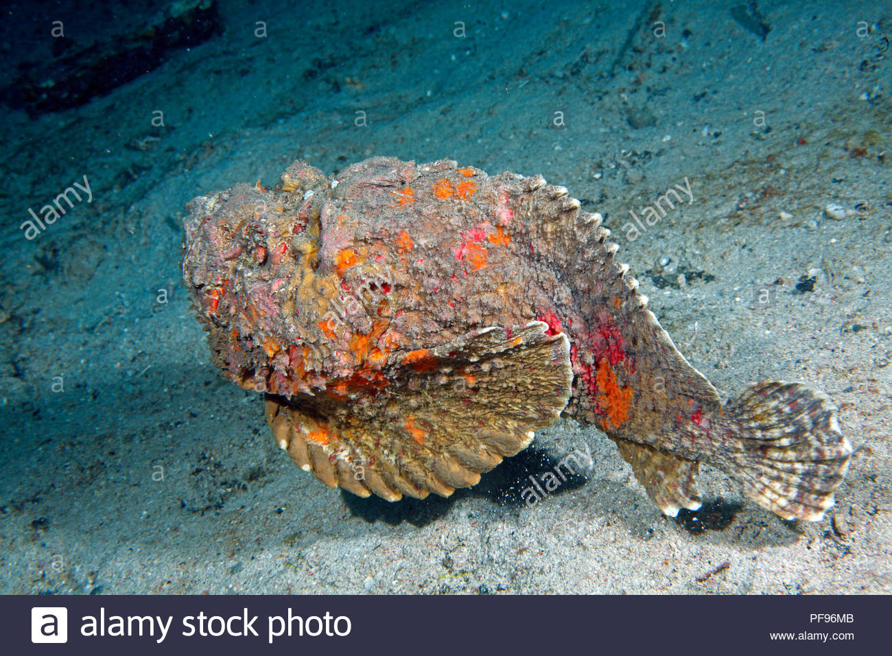 Poisonous Stone Fish Stock Photos & Poisonous Stone Fish Stock Images ...