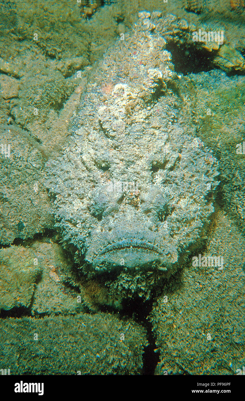 Reef stonefish or real stonefish (Synanceia verrucosa), the world's ...