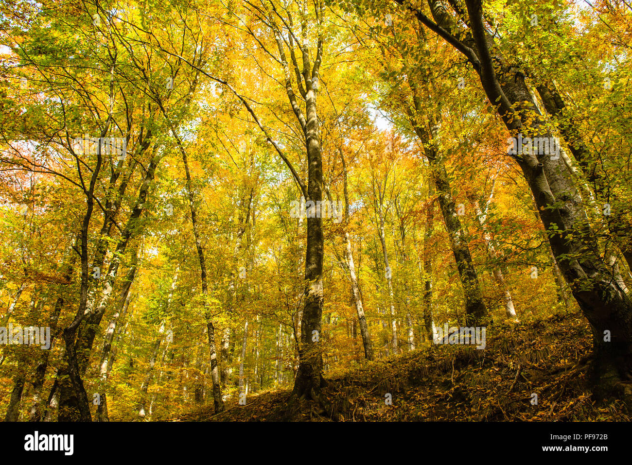 Inside a colorful autumn forest with yellow leaves Stock Photo - Alamy