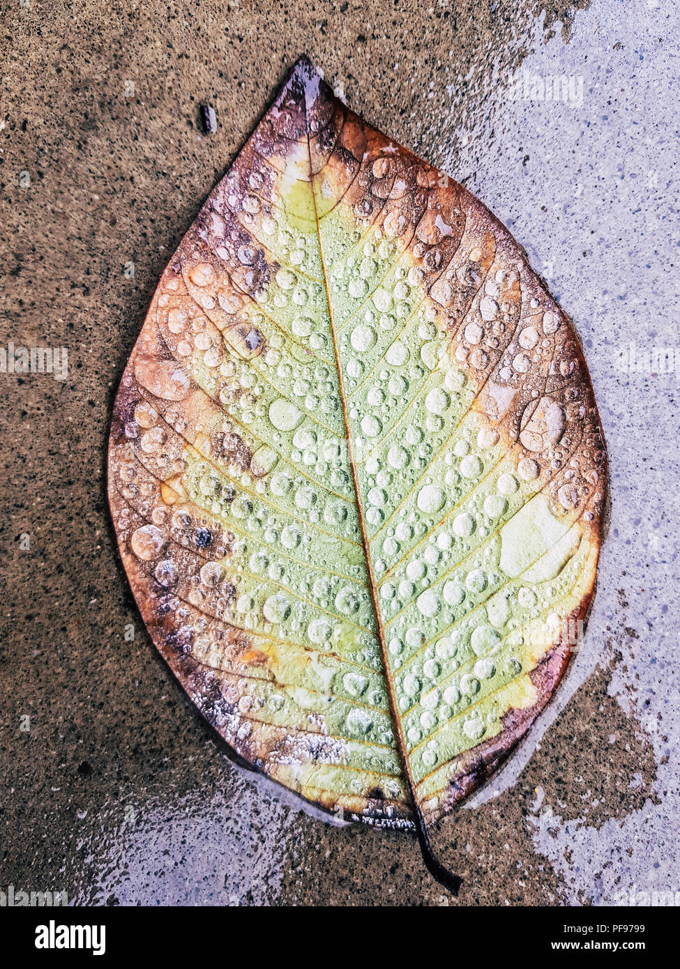 Beautiful large green leaf lying on the floor with water drops Stock ...