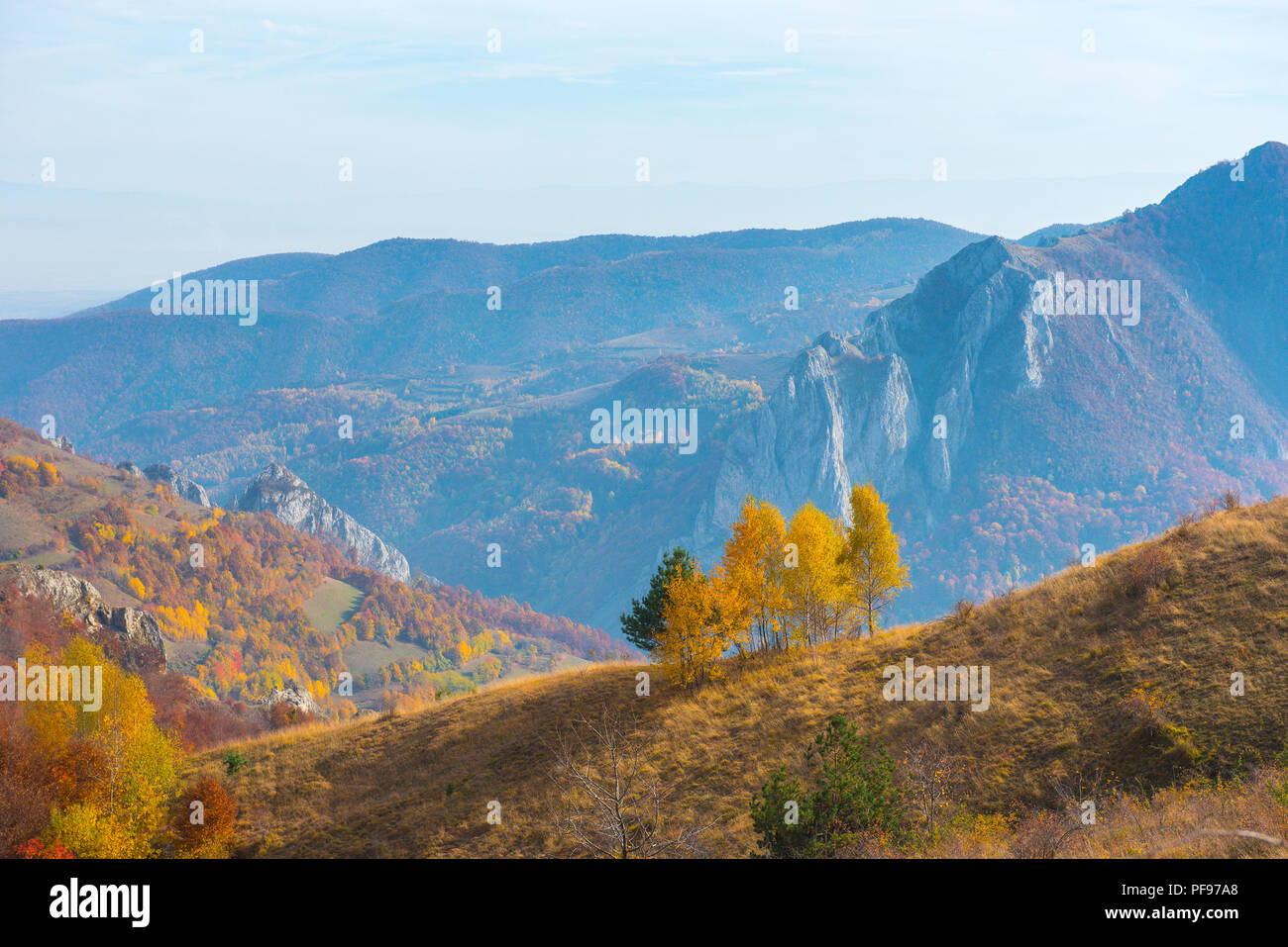 Group of yellow birch trees in the autumn. Transylvania, Romania Stock ...