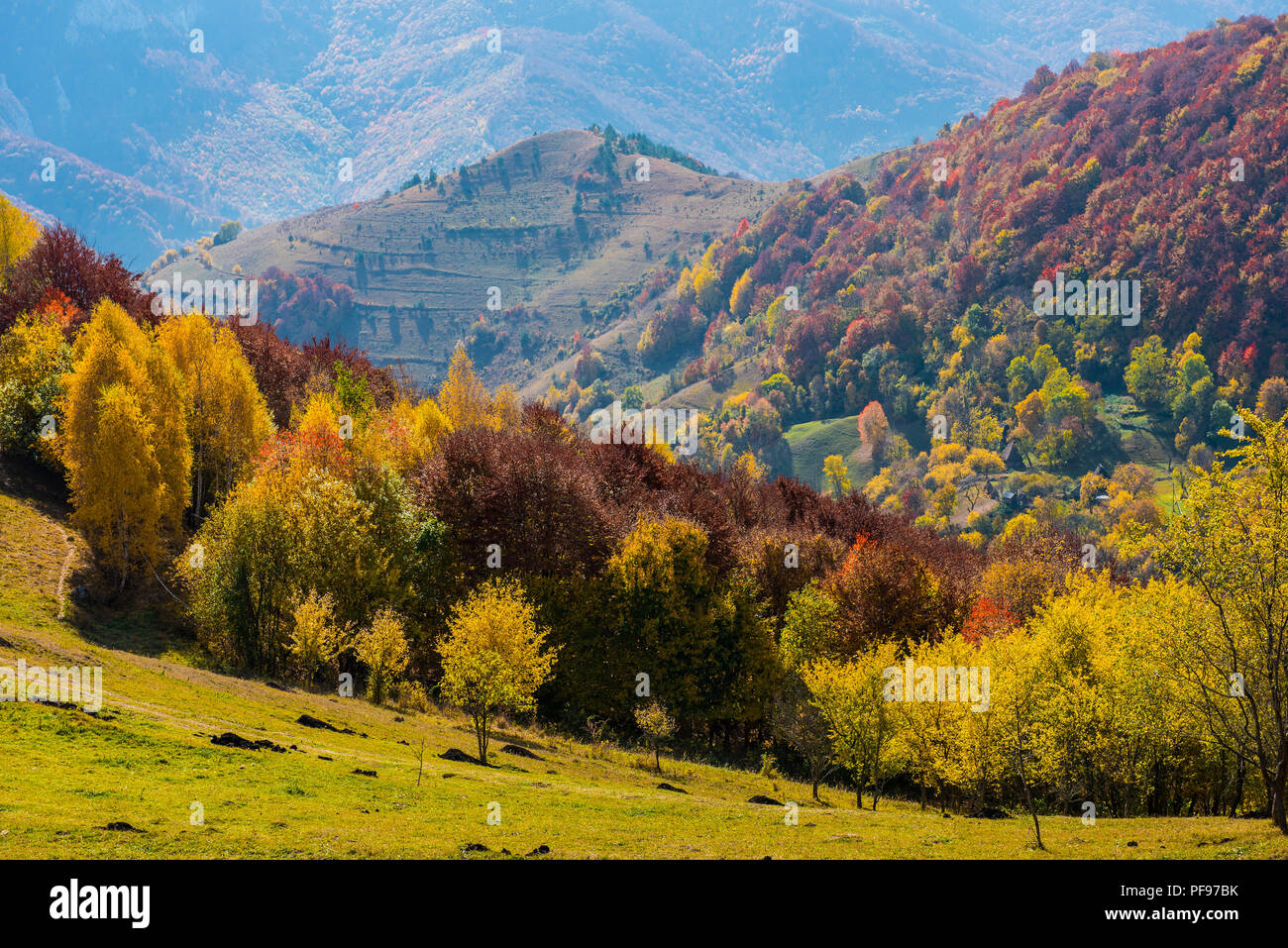 Autumn in Transylvania. Colorful foliage forest in the mountains ...
