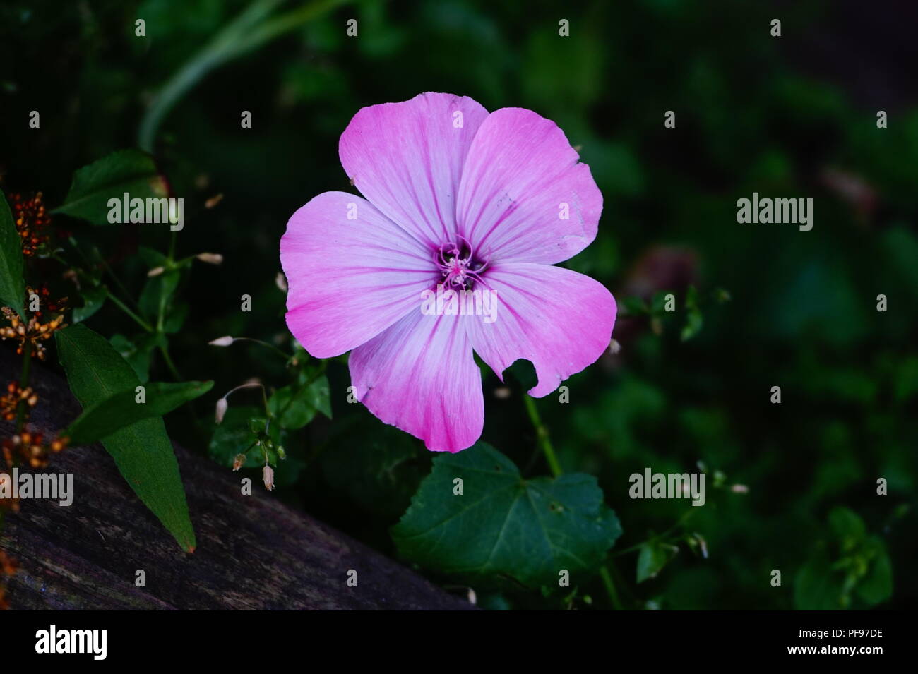 Beautiful flowers of the world hi-res stock photography and images - Alamy