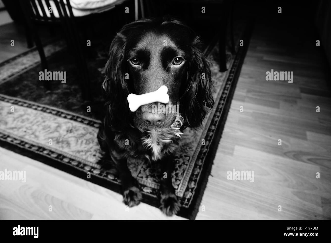 Working cocker spaniel dogs Black and White Stock Photos & Images - Alamy