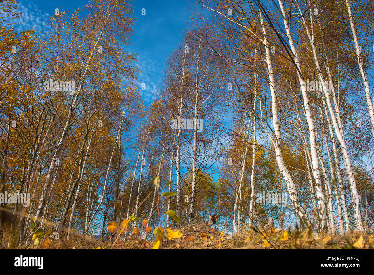 Group of yellow birch trees in the autumn. Transylvania, Romania Stock ...