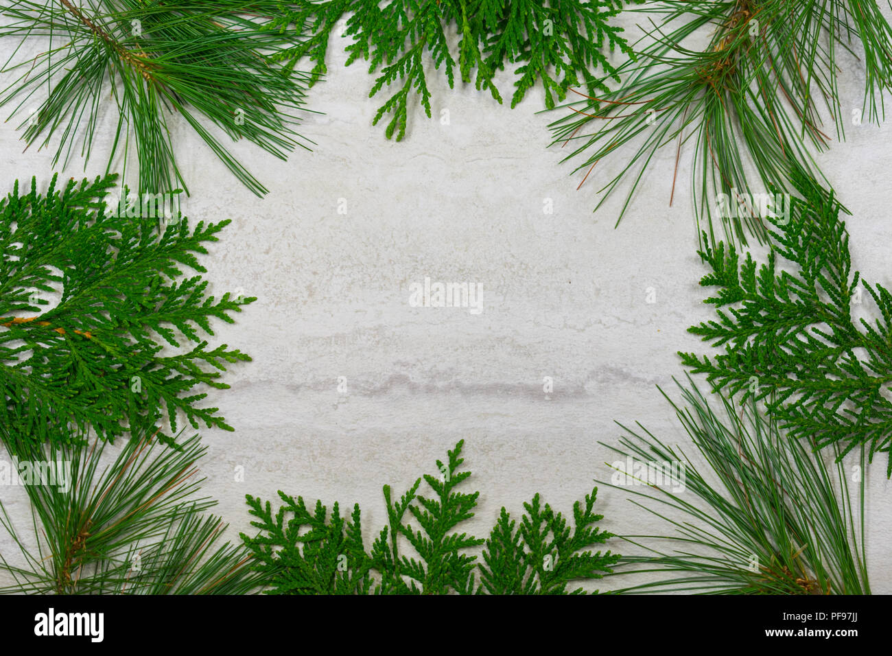 A border of cedar and white pine branches with copy space in the middle ...