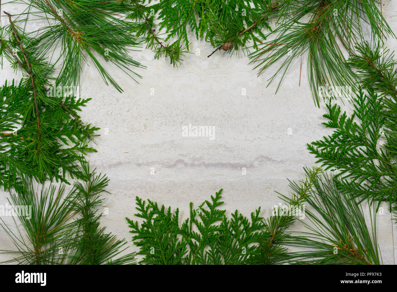 A border of cedar, white pine, and tamarack branches with copy space in ...
