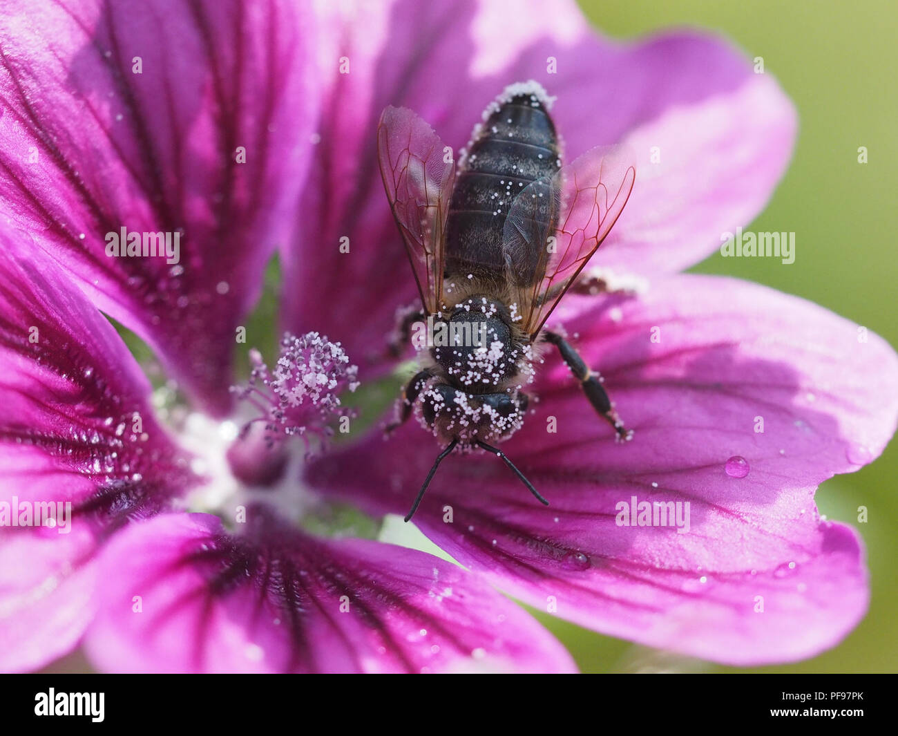 Honey bee (Apis mellifera) with pollen in a mallow flower, Common ...