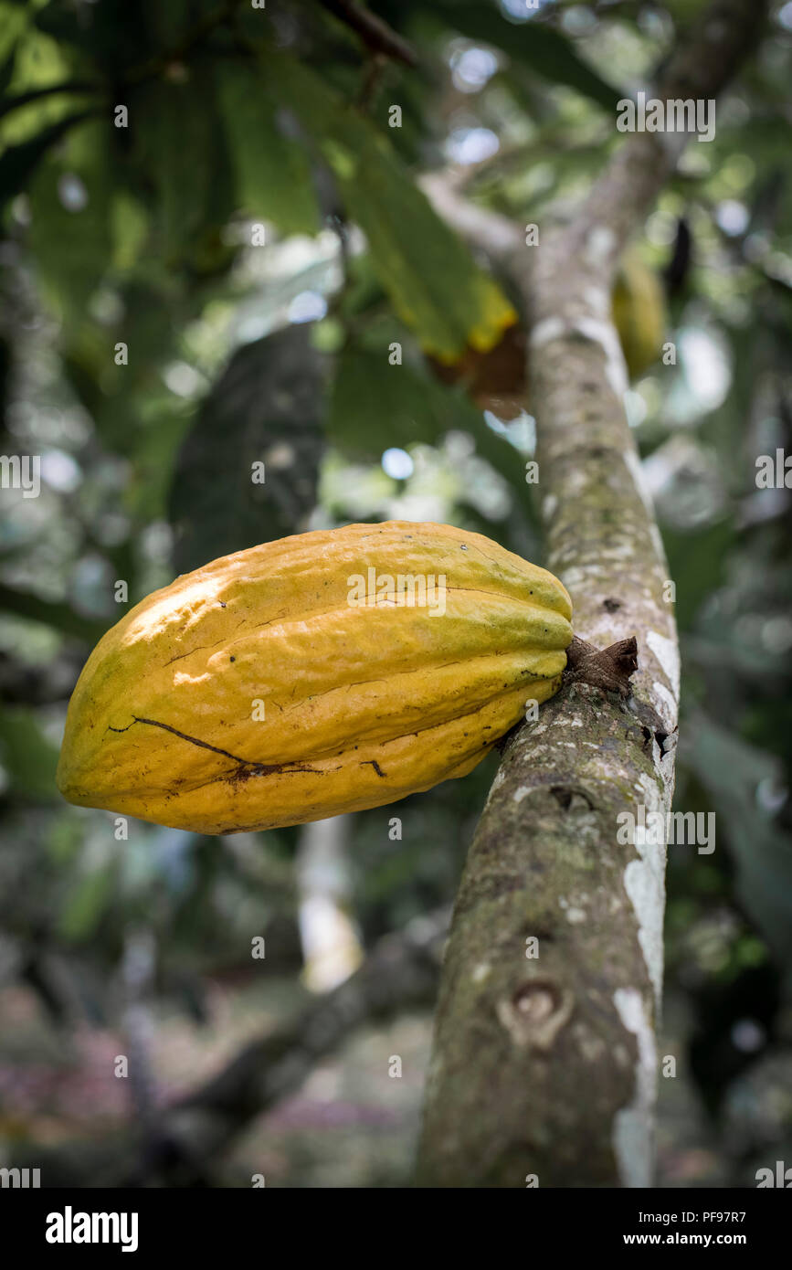 A ripe cocoa fruit at Cocoa tree (Theobroma cacao), Roça Monte Forte ...