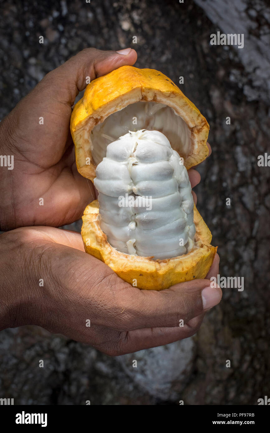 Hand holds broken ripe cacao fruit (Theobroma cacao) with cocoa beans ...