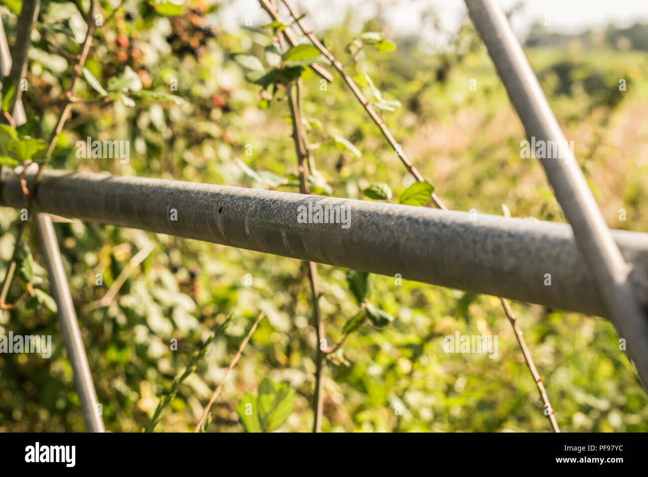 East Devon hedgerow Stock Photo - Alamy