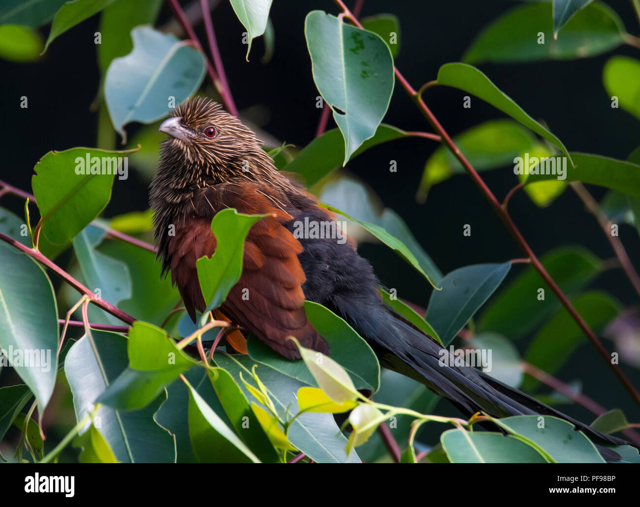 Malagasy coucal (Centropus toulou) in the tree, rainforest Andsibe ...