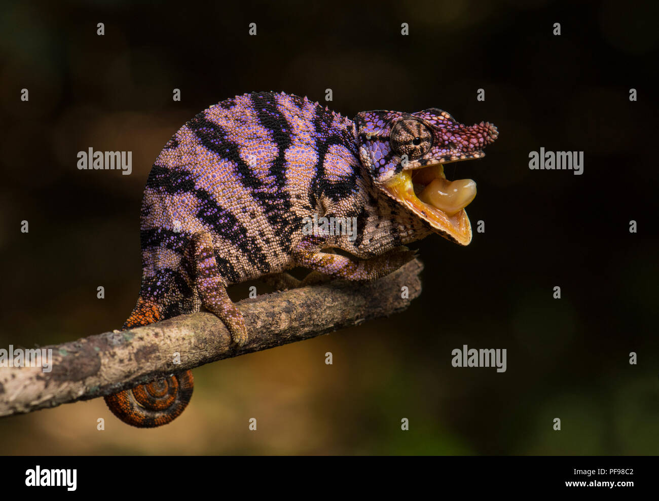 Rhinoceros chameleon hi-res stock photography and images - Alamy