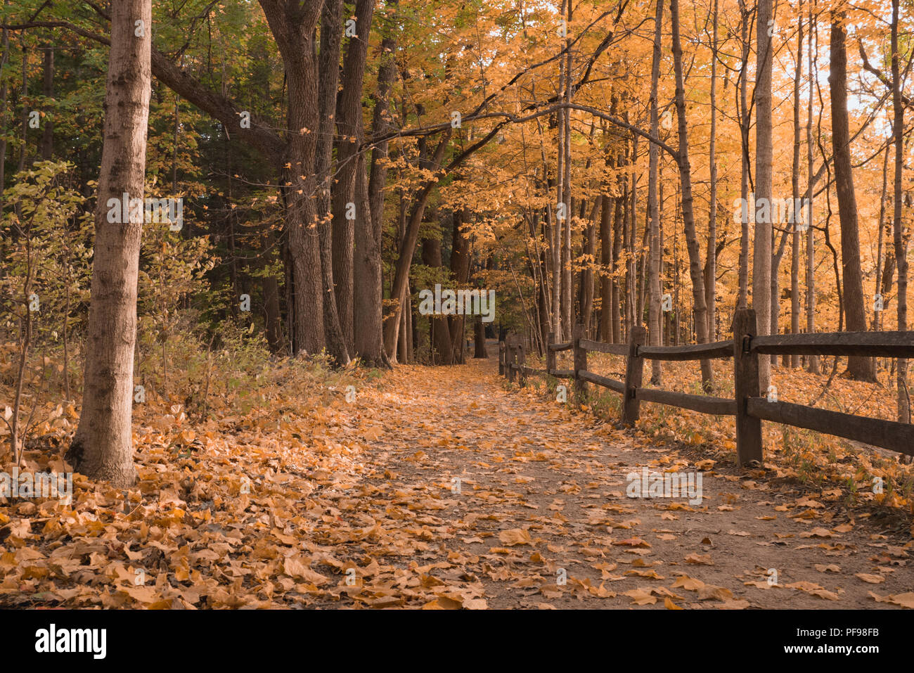 Pathway with wooden fence in a forest during the fall Stock Photo - Alamy