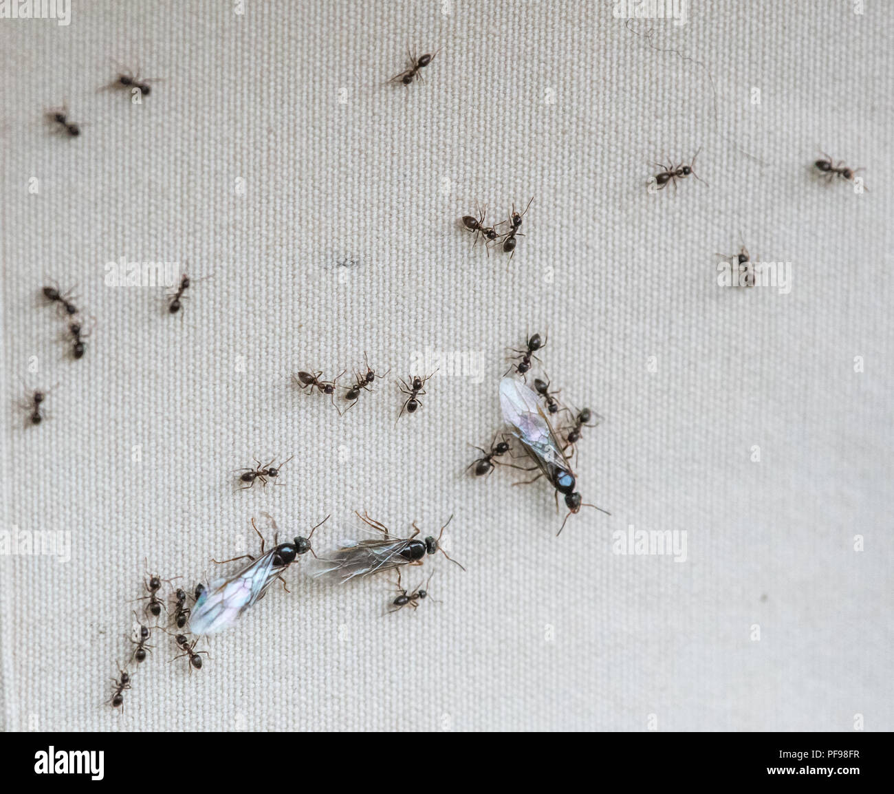 Baby Ants With Wings
