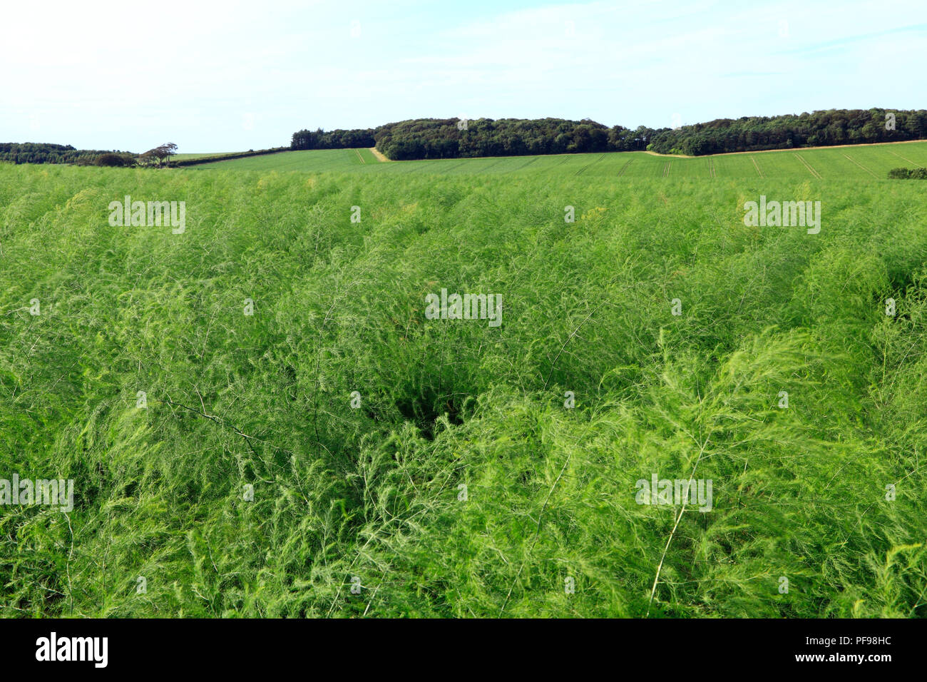Asparagus, crops,crop, acreage, green landscape, Thornham, North ...