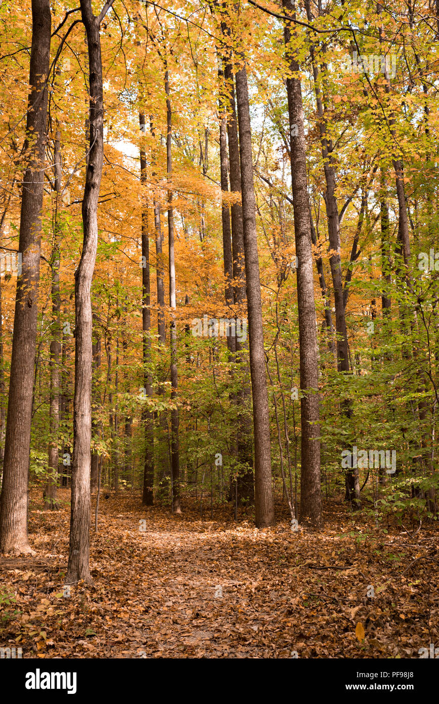 Outdoor fall plants hi-res stock photography and images - Alamy