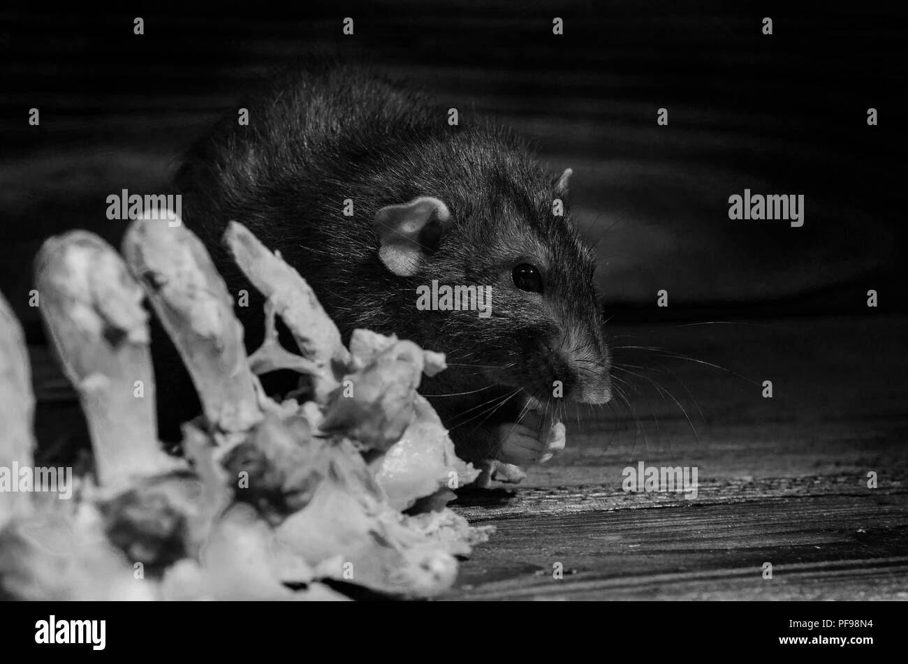 A rat gnaws meat from bones, in black and white Stock Photo - Alamy