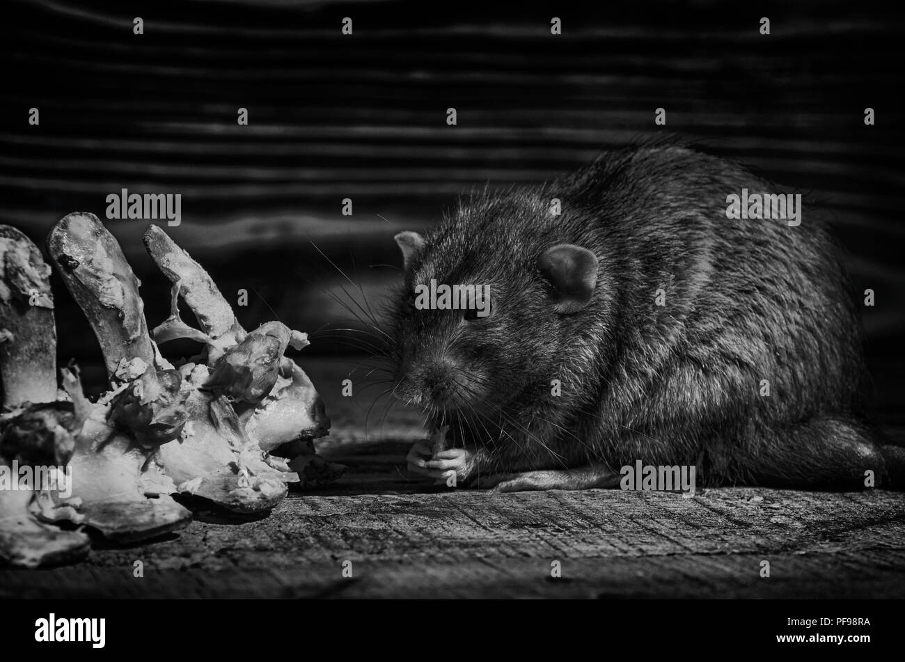 Rodent bones Black and White Stock Photos & Images - Alamy