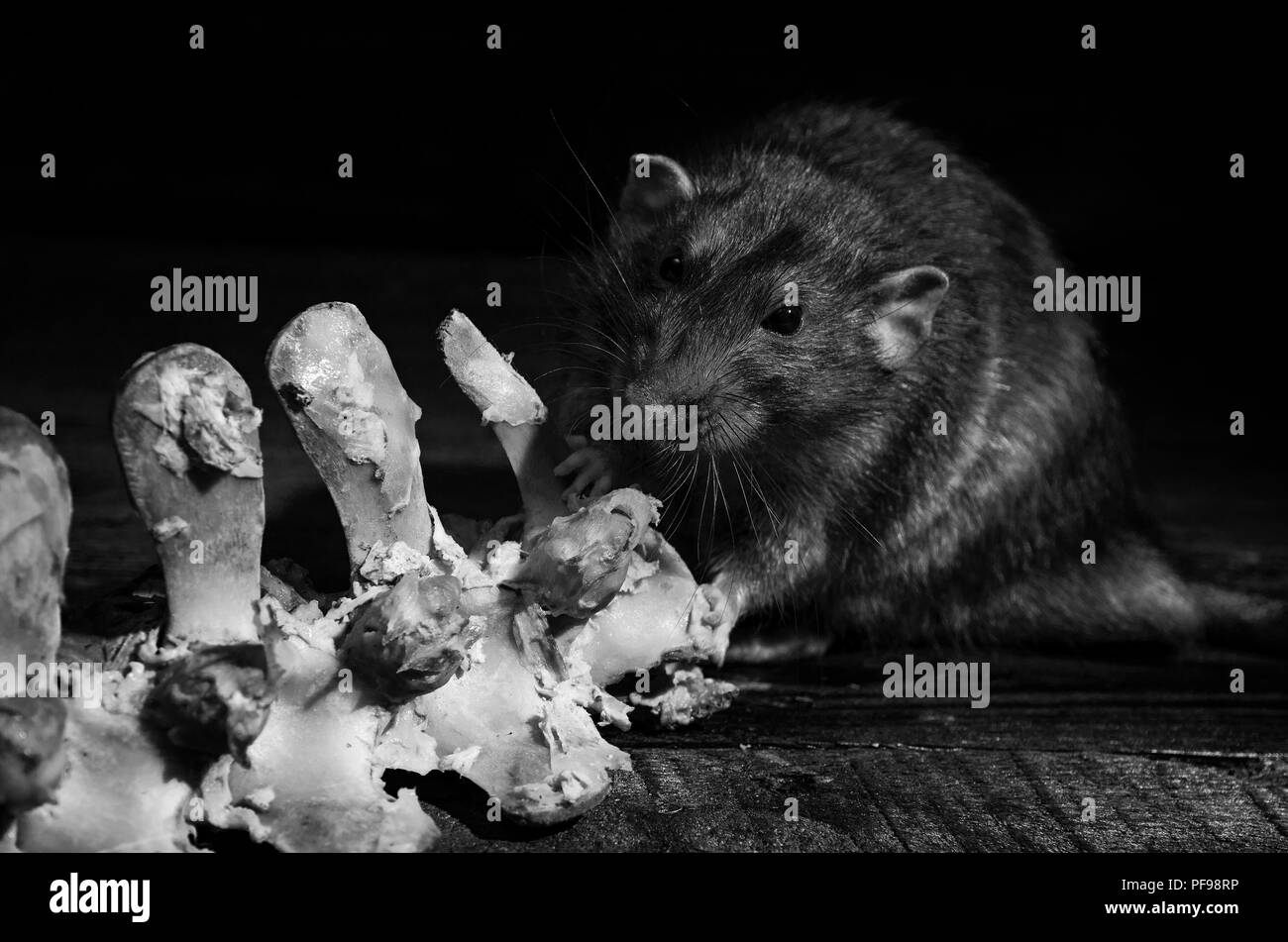 A rat gnaws meat from bones, in black and white Stock Photo - Alamy