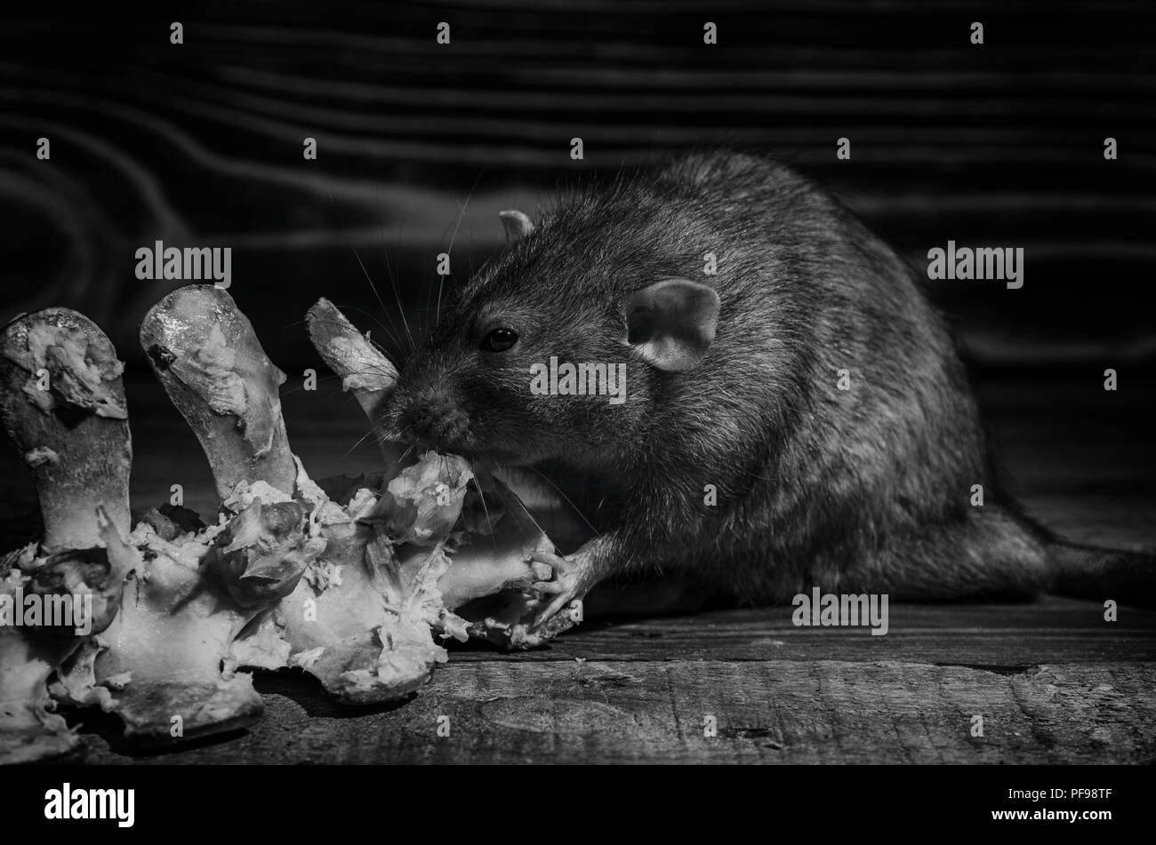 A rat gnaws meat from bones, in black and white Stock Photo - Alamy