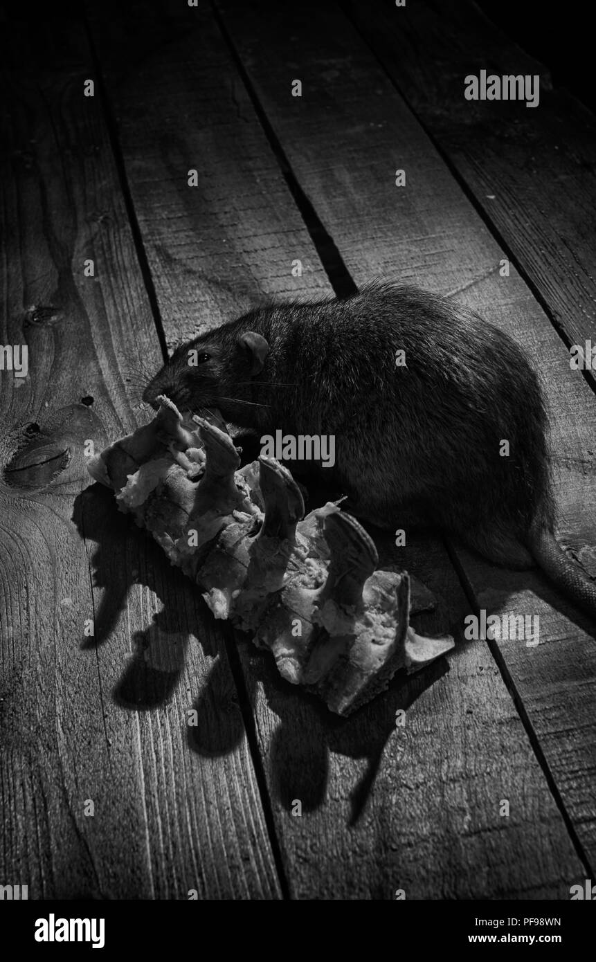 A rat gnaws meat from bones, in black and white Stock Photo - Alamy