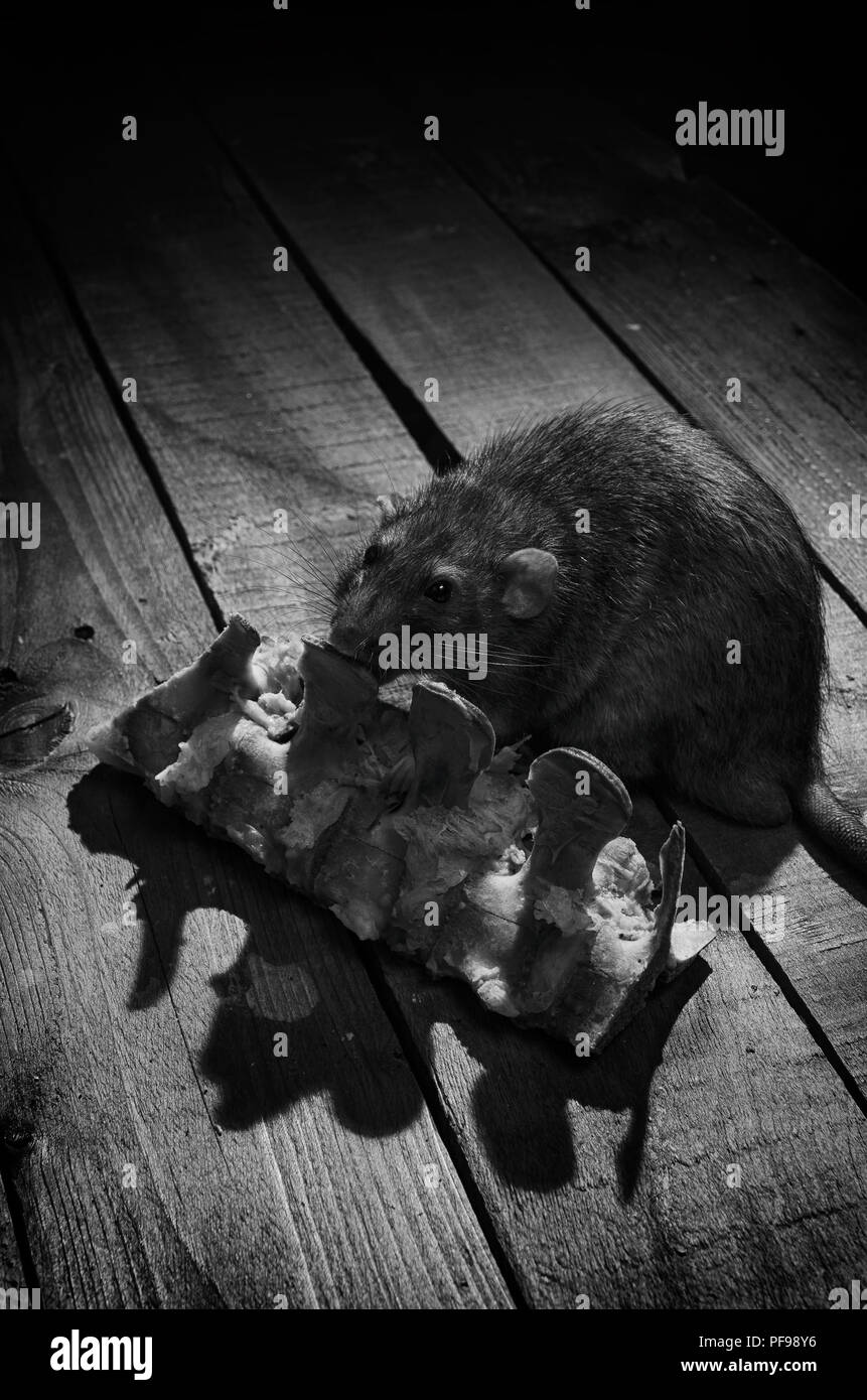 A rat gnaws meat from bones, in black and white Stock Photo - Alamy