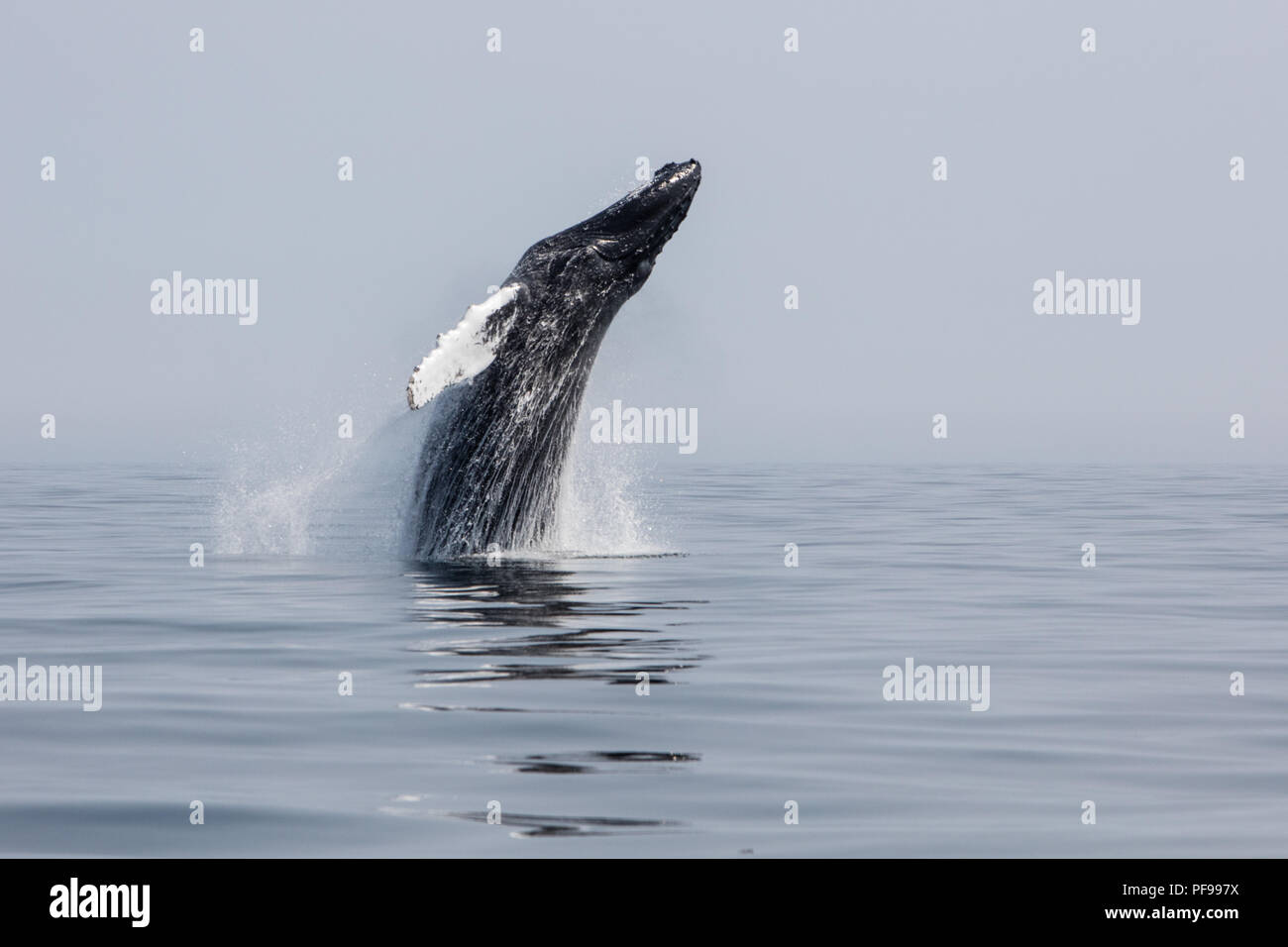 A large Humpback whale, Megaptera novaeangliae, breaches in the north ...