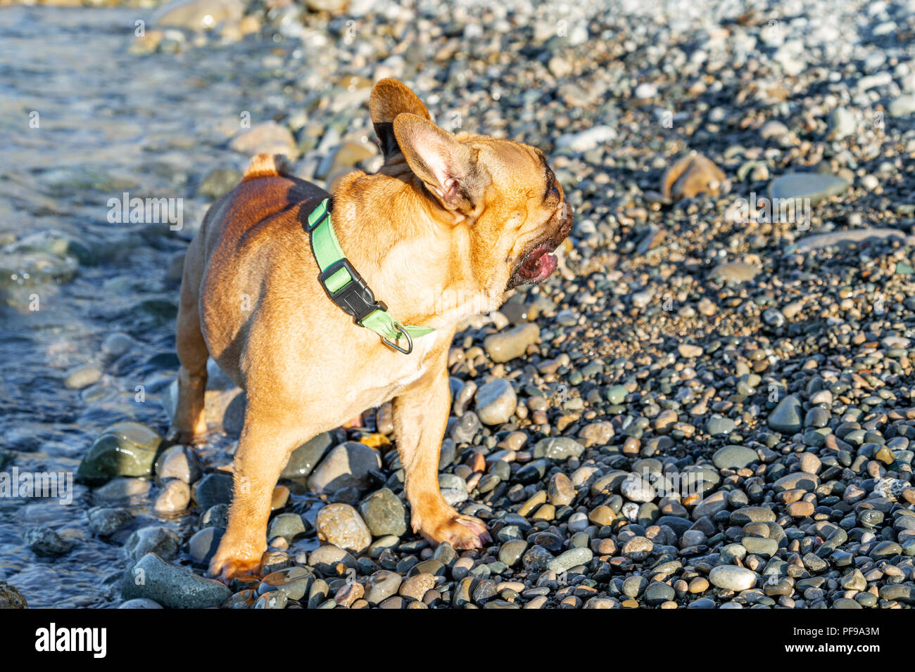 Adorable pug be happy on the beach. Vacation concept Stock Photo - Alamy