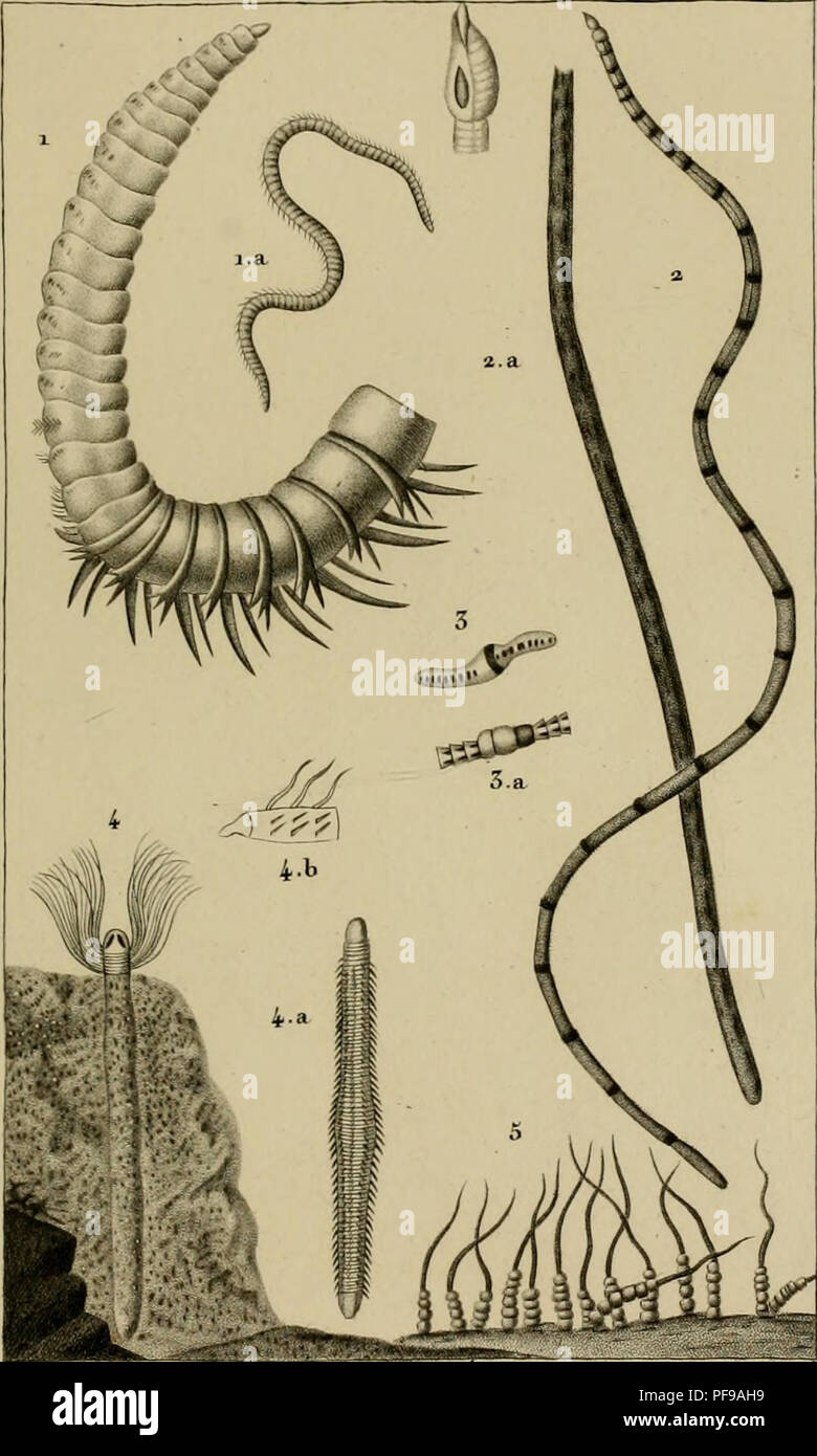 This natural history dictionary provides a comprehensive treatment of ...