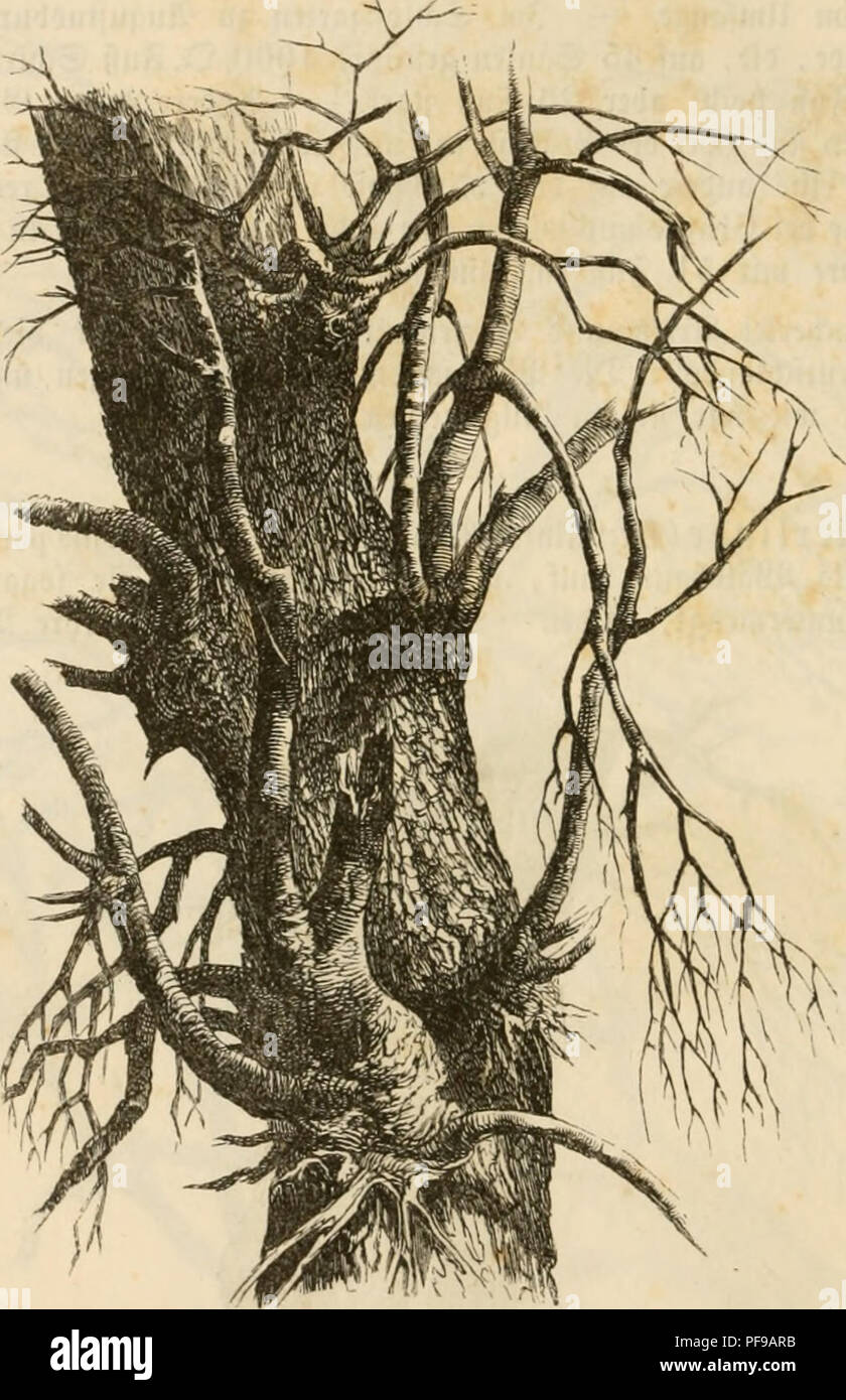 This work on German forest trees provides insights into the physiognomy ...