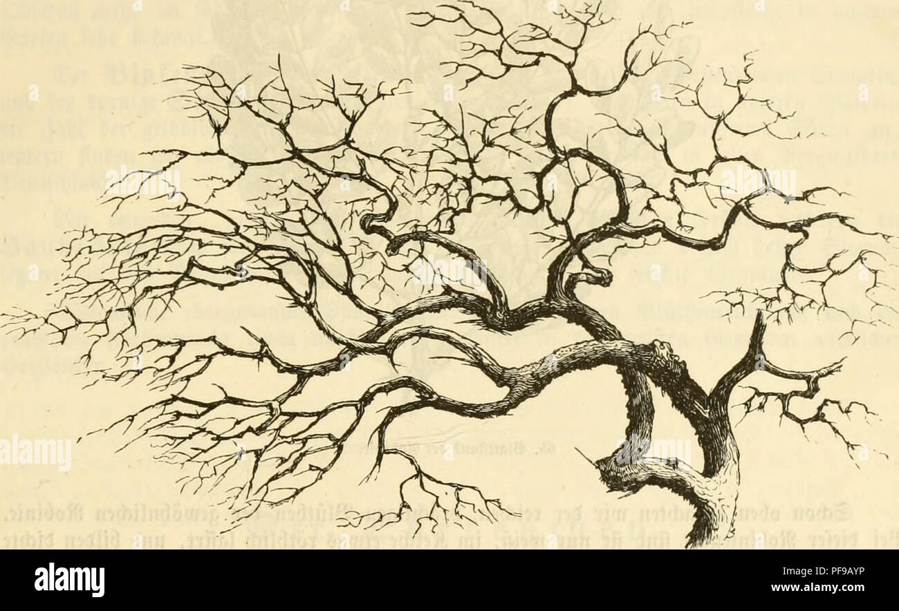 This German work on forest trees focuses on the physiognomy of various ...