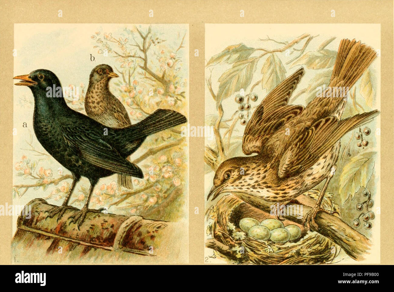 This 'German Bird Book' provides a comprehensive guide to bird species ...