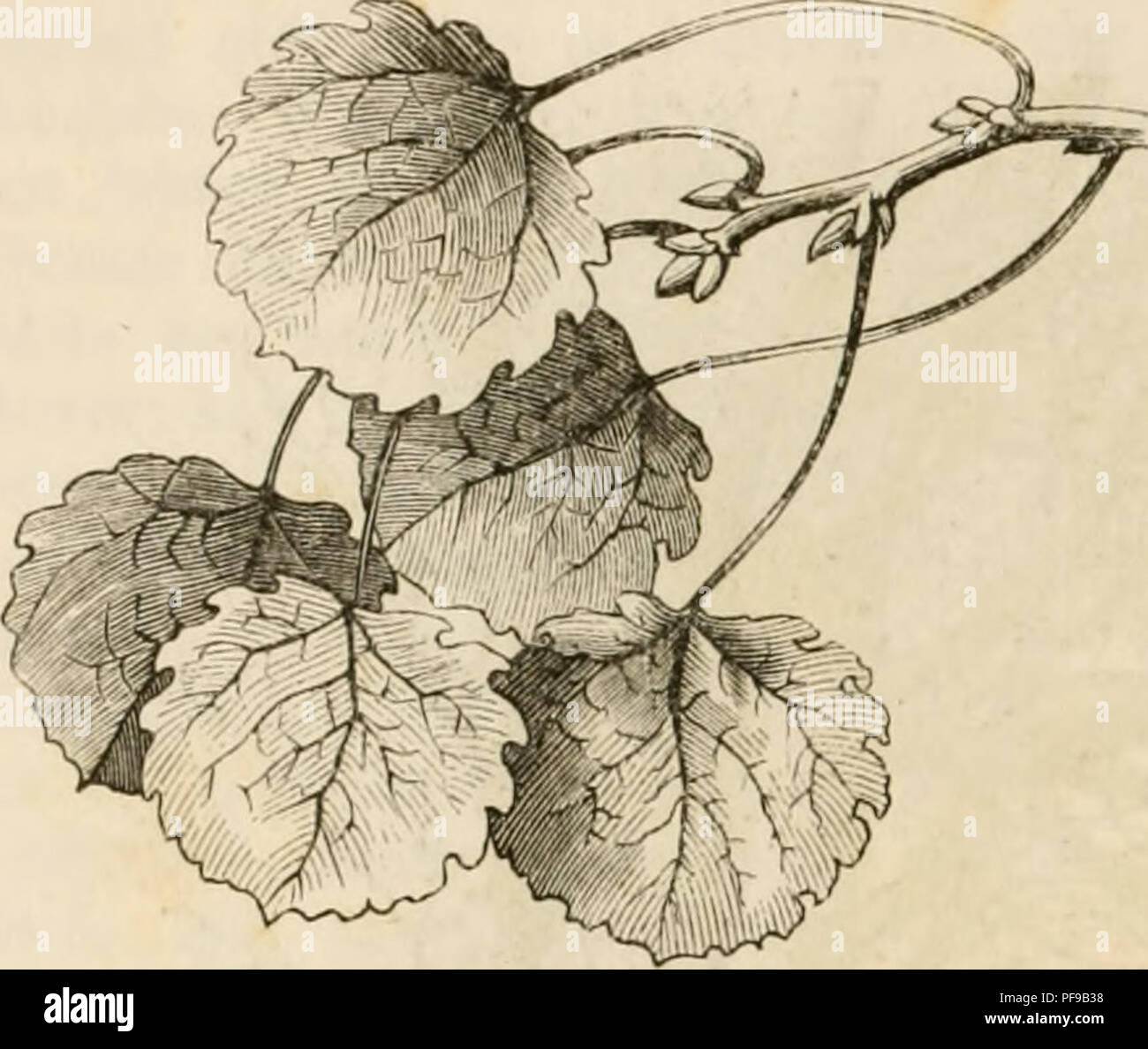 This work examines the physiognomy of German forest trees, describing ...