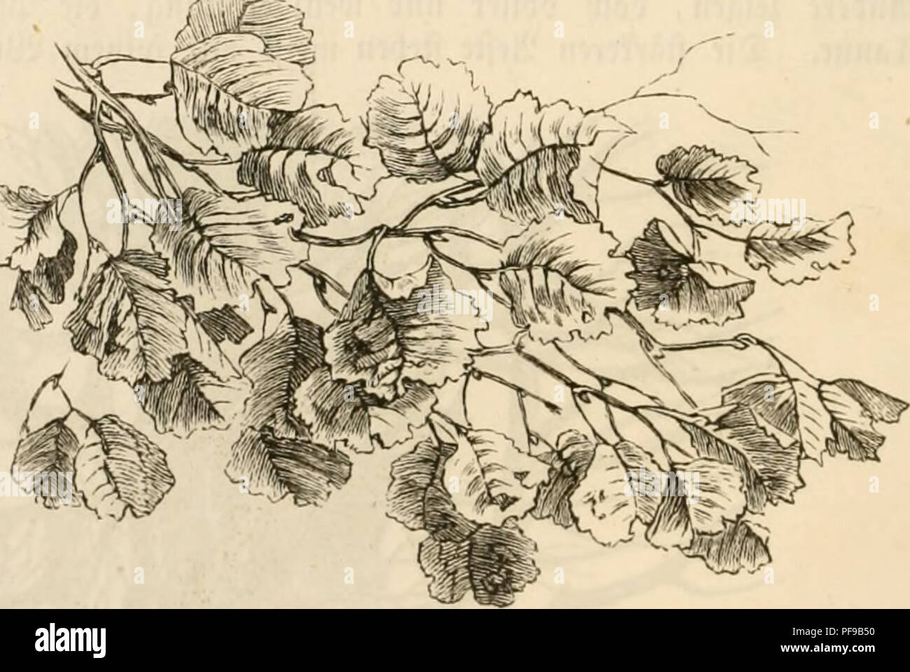 This book explores the physiognomy and characteristics of German forest ...