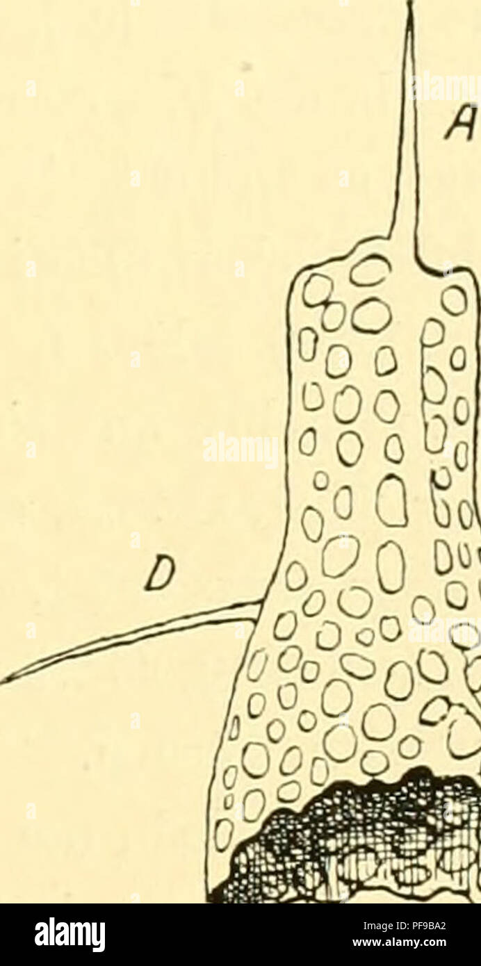 This scientific illustration from the German South Polar Expedition ...