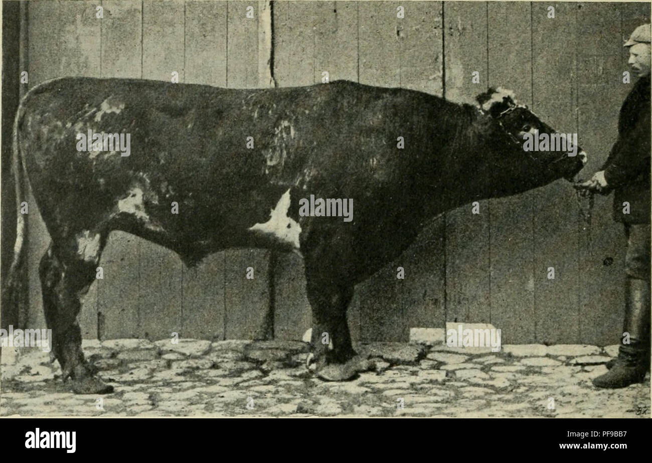 This German cattle registry catalogues the best cattle breeds from ...