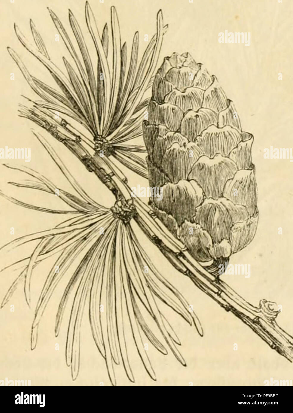 This work on German forest trees examines the species' physiological ...