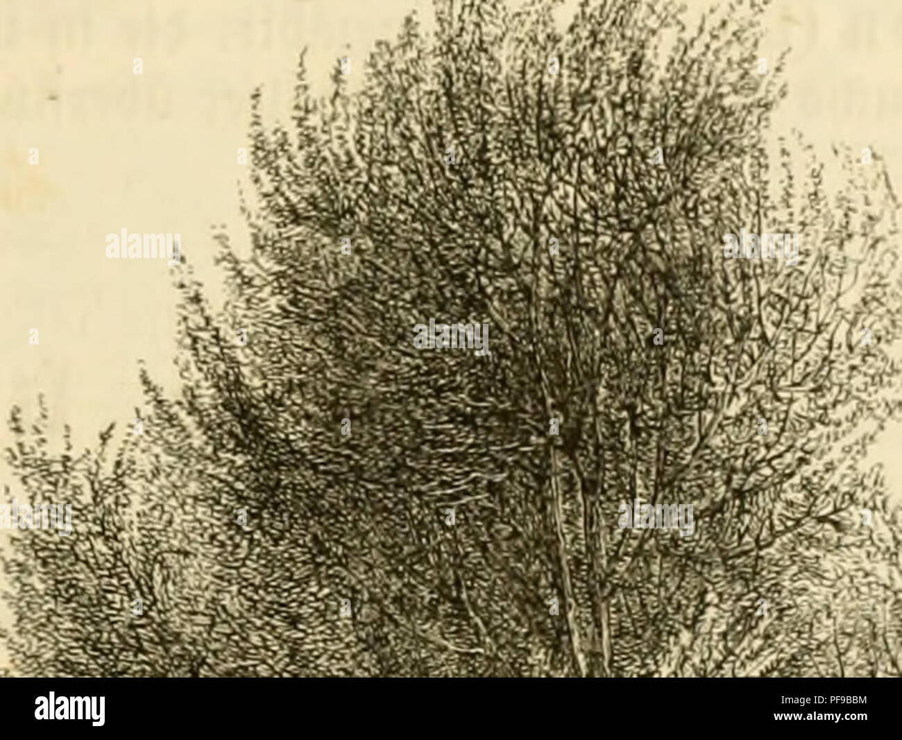 This image from *Deutsche Waldbäume und ihre Physiognomie* presents ...