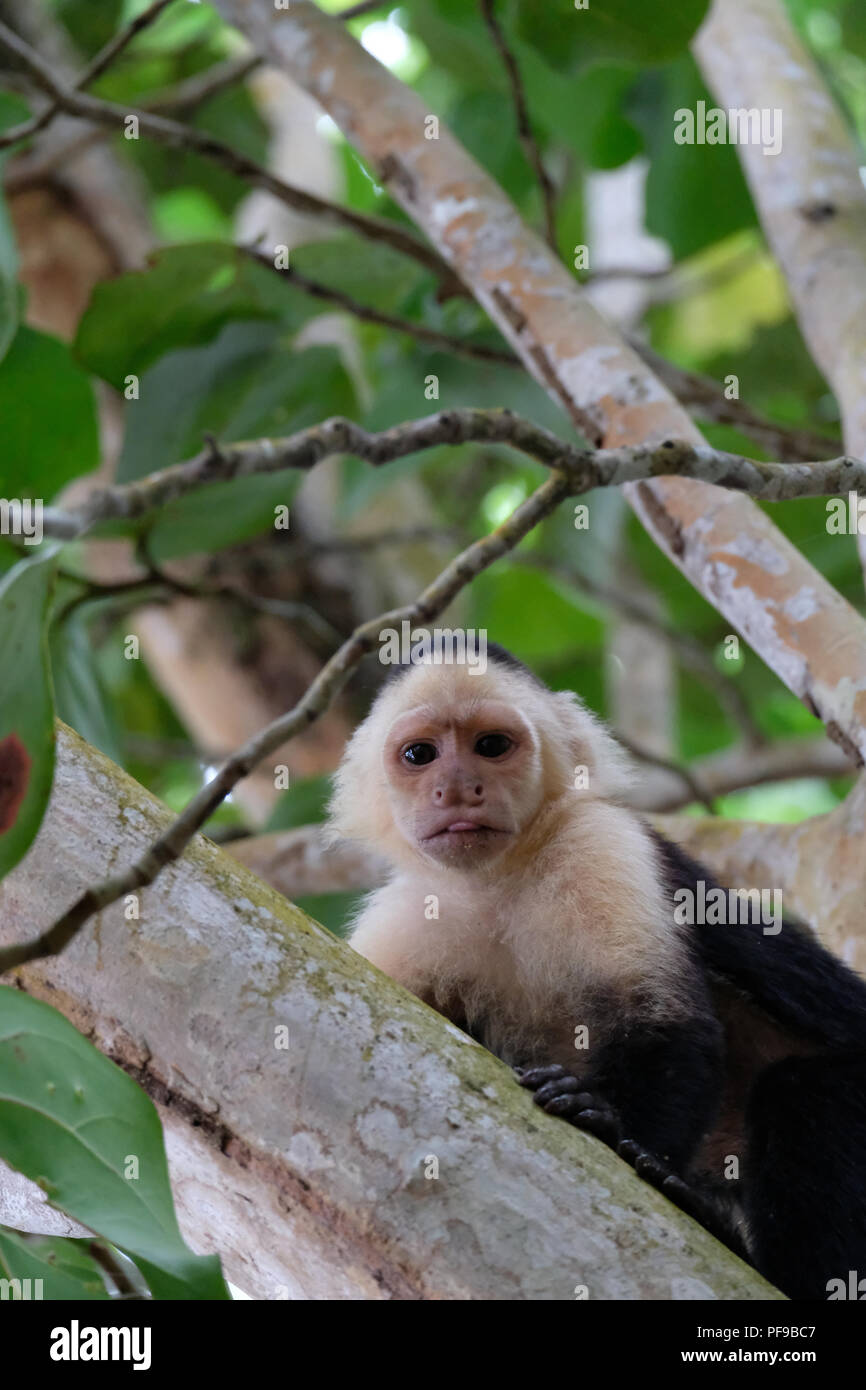 Sapajou capucin hi-res stock photography and images - Alamy