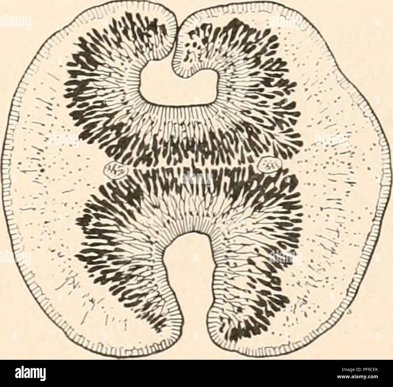 Querschnitt a b 1 hi-res stock photography and images - Alamy