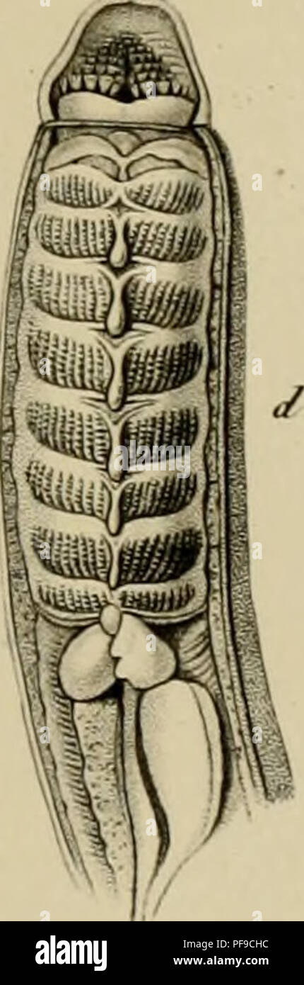 Cyclostomes hi-res stock photography and images - Alamy