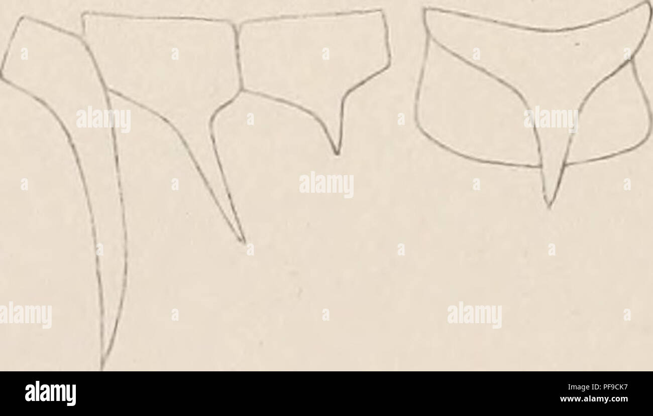 Chuni hi-res stock photography and images - Alamy