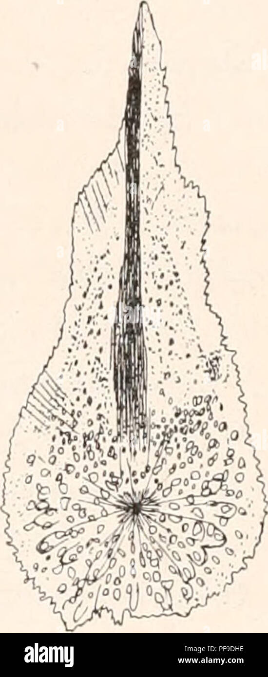 This image comes from the Deutsche Südpolar-Expedition (1901-1903), a ...