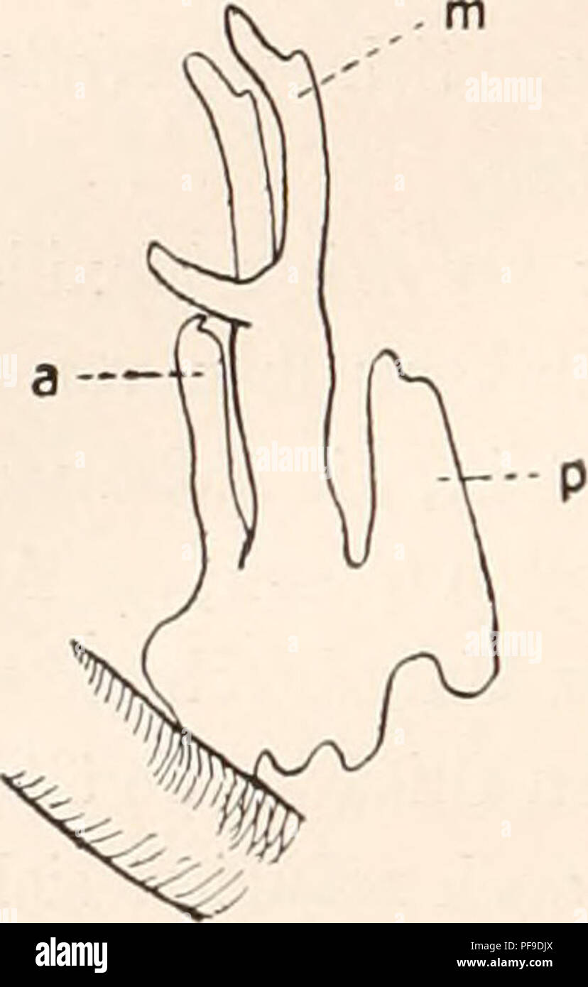 This scientific illustration from the German South Polar Expedition ...