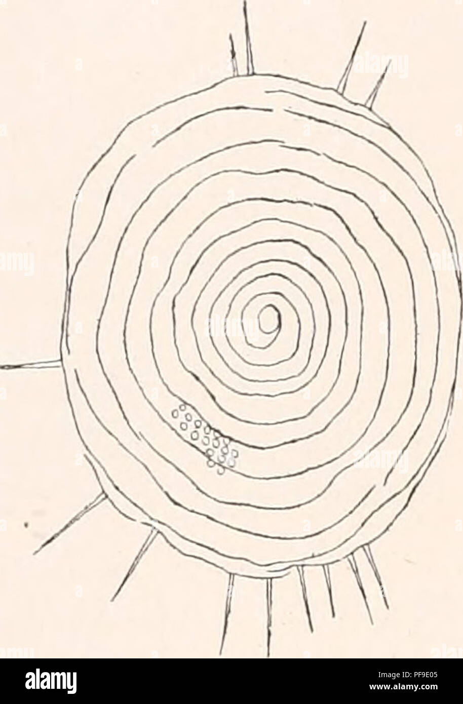 Wellige hi-res stock photography and images - Alamy