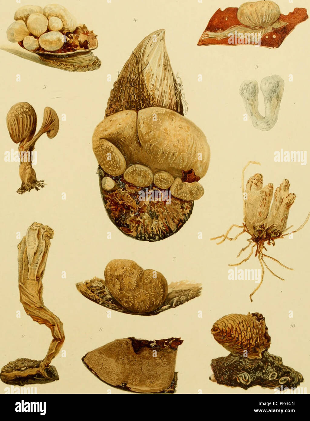 Giardi hi-res stock photography and images - Alamy