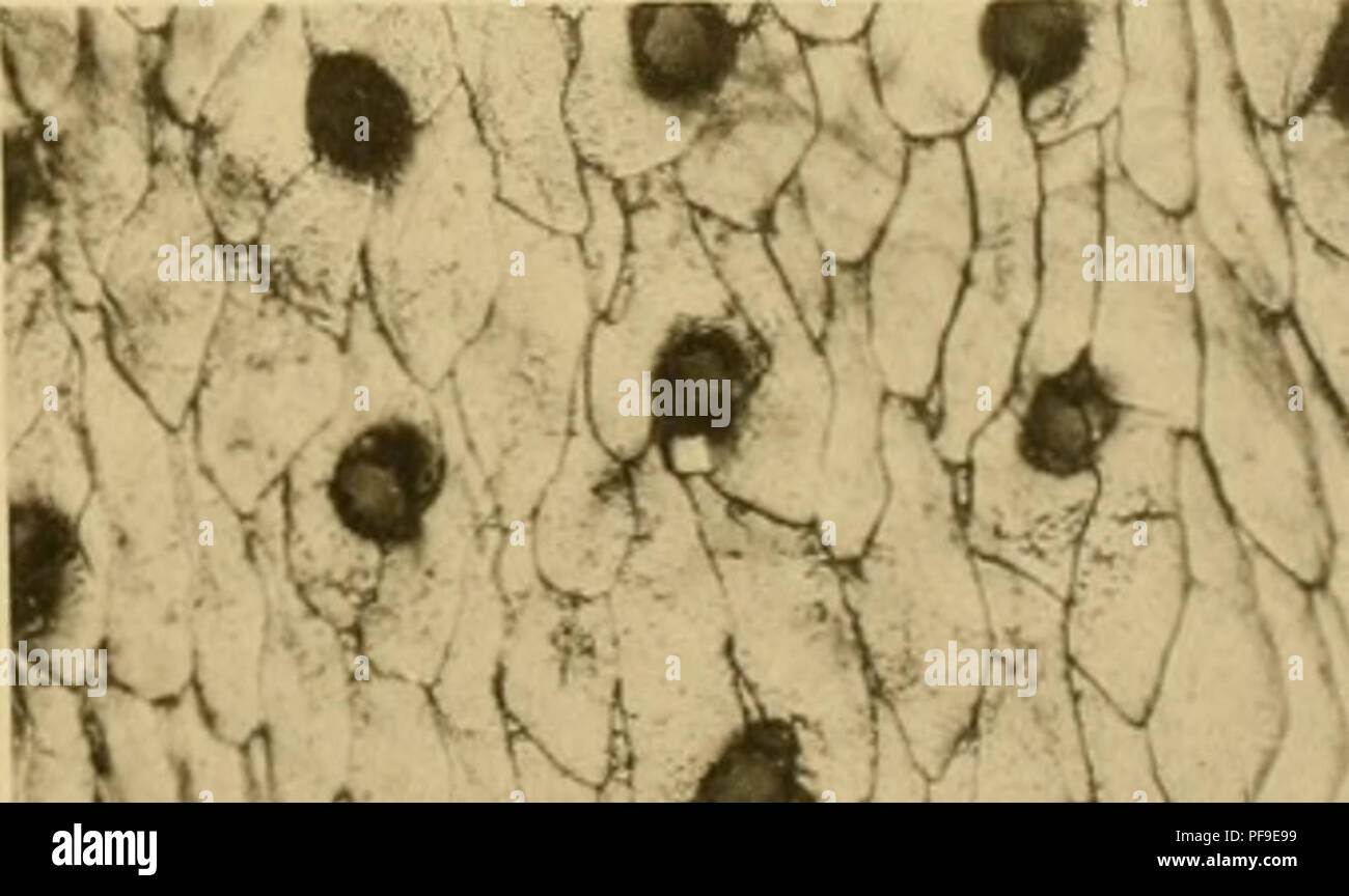 The *Deutsche Südpolar-Expedition* (1901-1903), led by Erich von ...