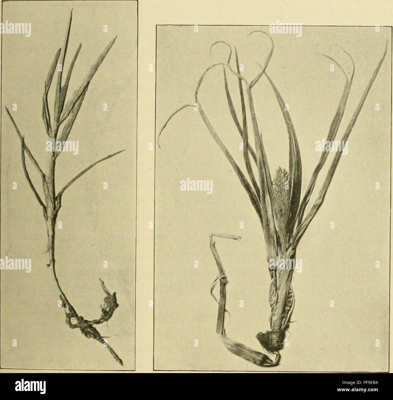 Junge neue blätter hi-res stock photography and images - Alamy