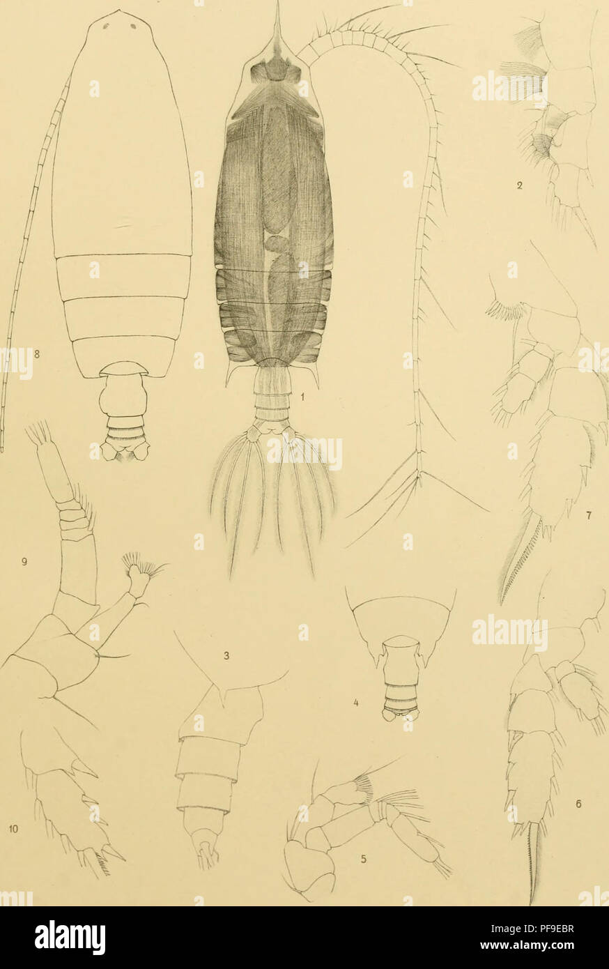 Gaetanus pileatus hi-res stock photography and images - Alamy